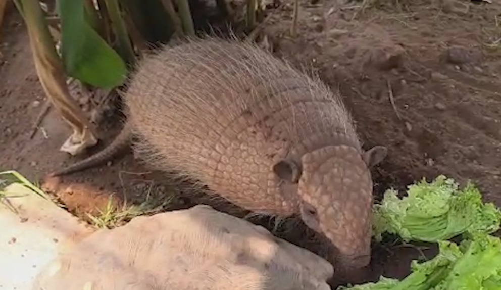 Vida Animal: conheça o tatu-peba - Rede Novo Tempo de Comunicação