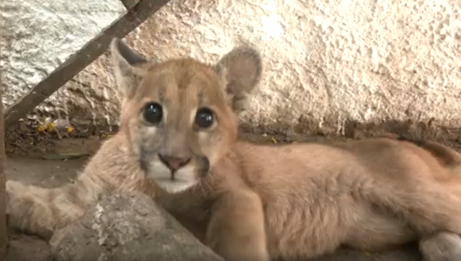 Puma no Zoo! Escolha o nome do Puma e ganhe um presente para o seu pet ...