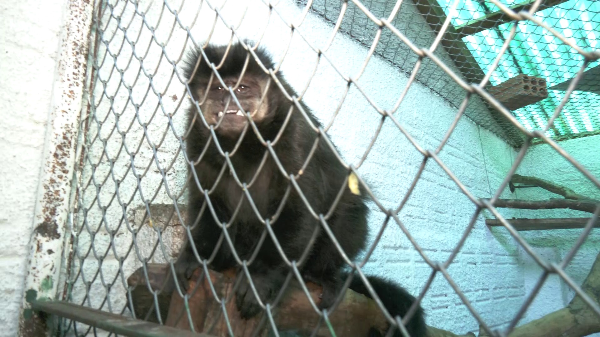 Macaco Nico está de volta ao Zoológico de Cachoeira - Rede Novo Tempo ...